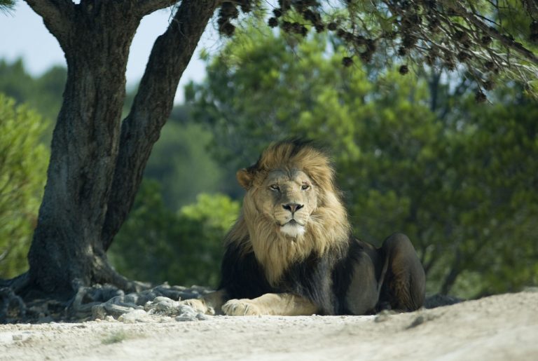 The 10 most beautiful zoos in France - BonAdvisor