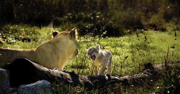 The 10 most beautiful zoos in France - BonAdvisor