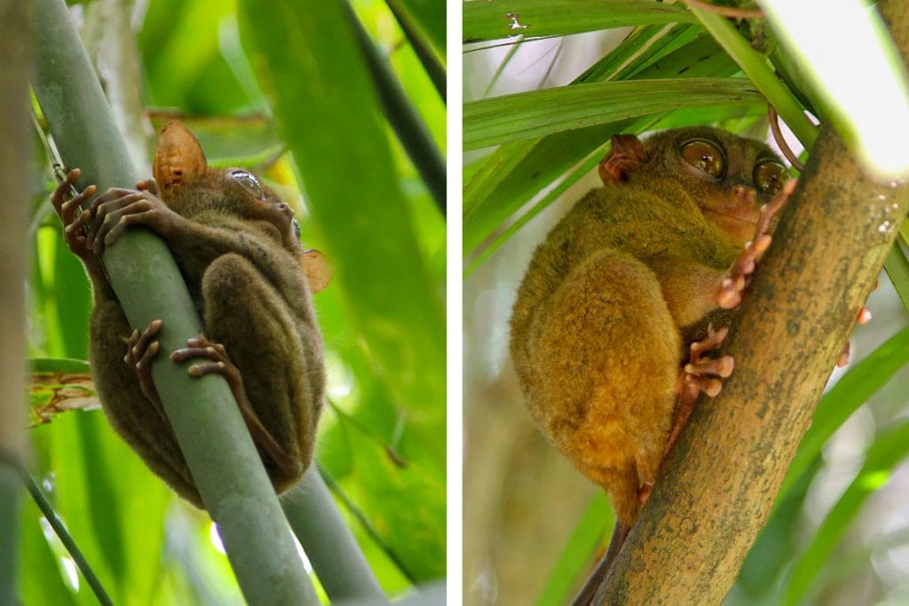 3 Days in Bohol Island: Ultimate 3-Day Itinerary - BonAdvisor